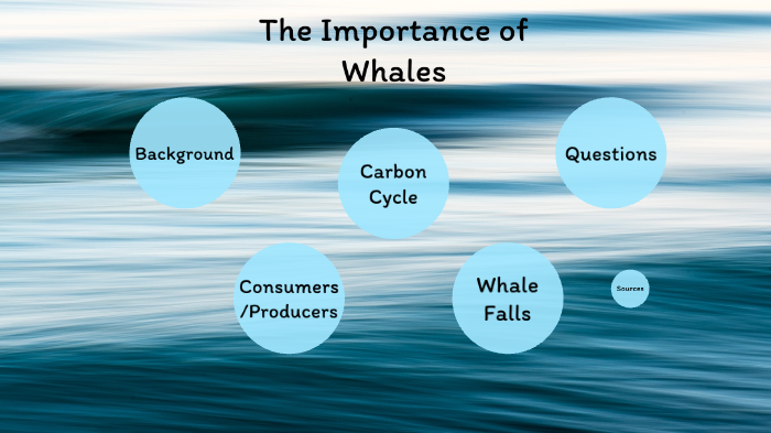The Importance of Whales by Riyo Moore on Prezi