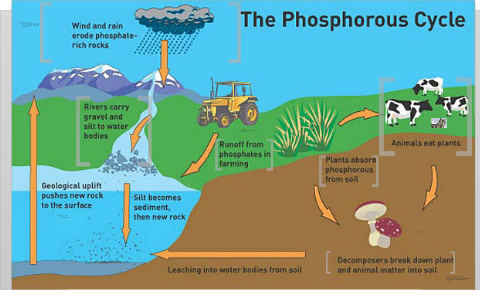 Phosphorus Biogeochemical Cycle by Michael Steele on Prezi