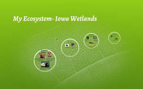 My Ecosystem- Iowa Wetlands by Lane Halupnik on Prezi