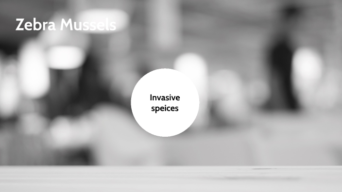 Zebra mussels by KAYLEE LEHMAN on Prezi