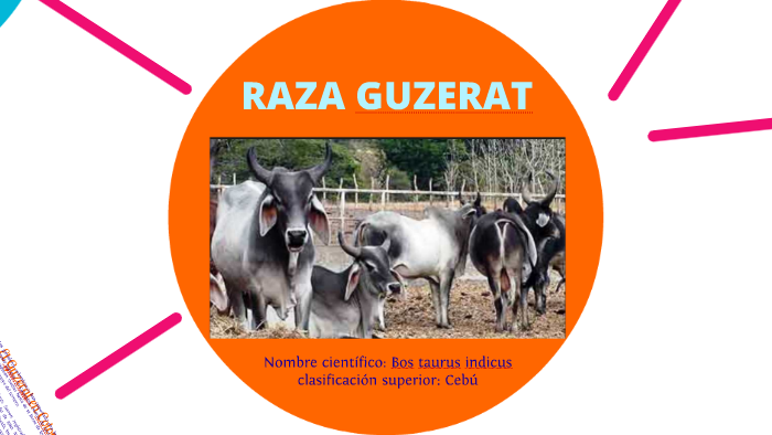 Raza Guzerat by sandra caicedo on Prezi