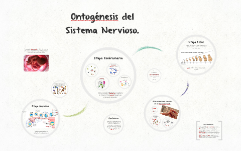 Ontogénesis del sistema nervioso by Ilekara Zr on Prezi