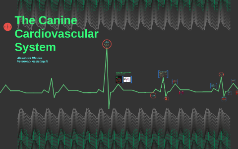 The Canine Cardiovascular System by Alexandra Rhodes on Prezi