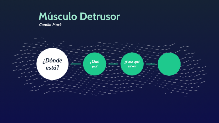 Músculo Detrusor by Camila Mack on Prezi