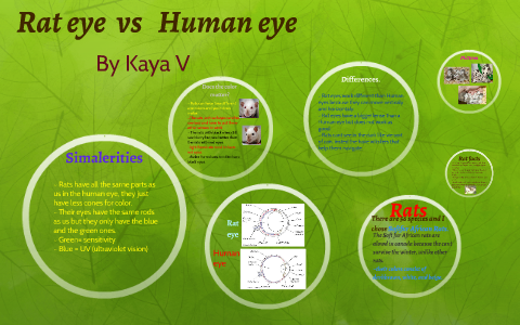 Rat eye vs Human eye by dalala dalala on Prezi