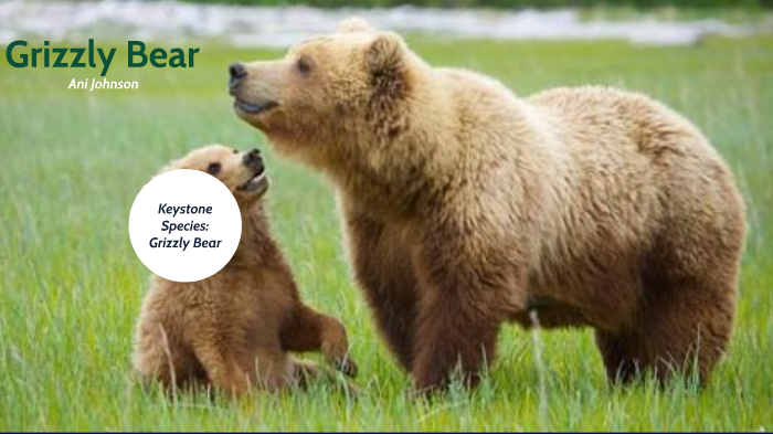 Keystone Species: Grizzly Bear (ANI) by Ani Johnson on Prezi