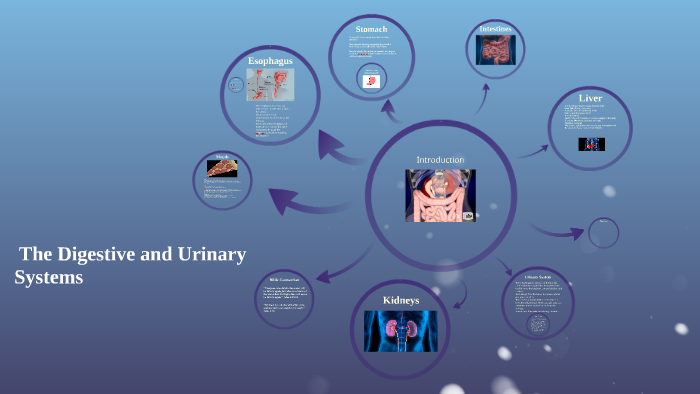 The Digestive and Urinary Systems by Ashley Featherston on Prezi