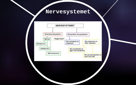 Sansene og nervesystemet by Martin Johannessen on Prezi