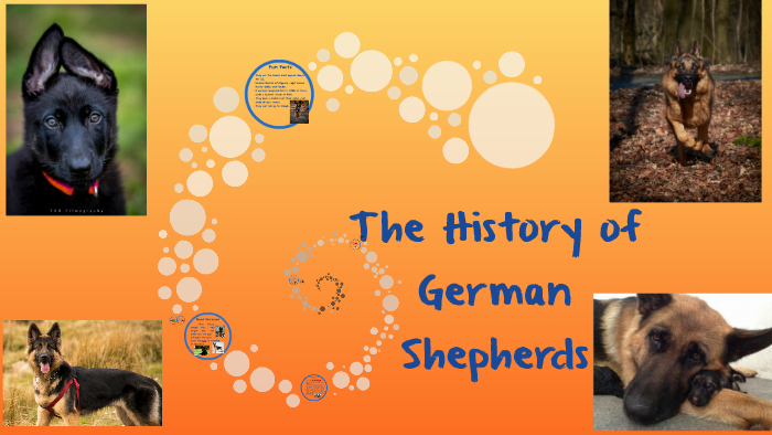 The History of German Shepherds by Taylor Edwards on Prezi
