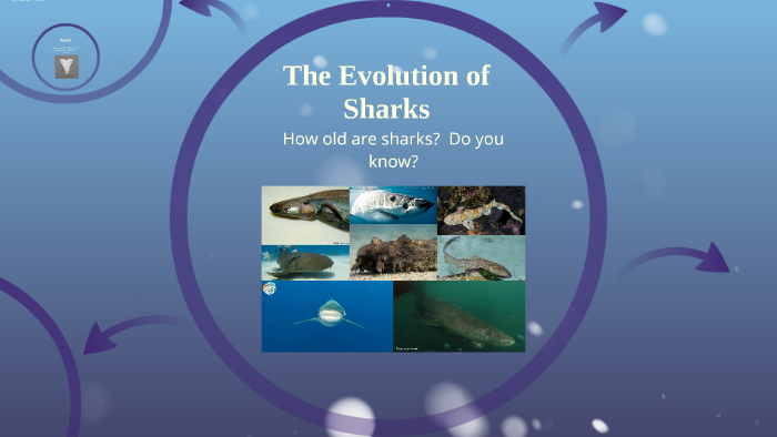 The Evolution of Sharks by Susan Morris on Prezi