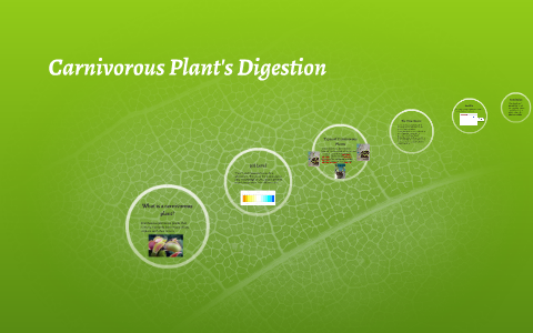 Carnivorous Plant's Digestion by abbigail garza on Prezi