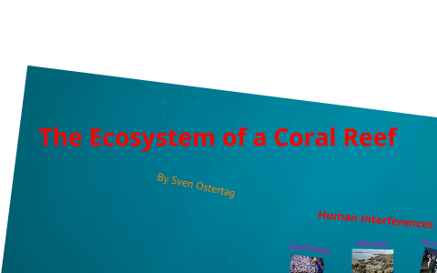The Ecosystem of the Coral Reef by Sven Ostertag on Prezi
