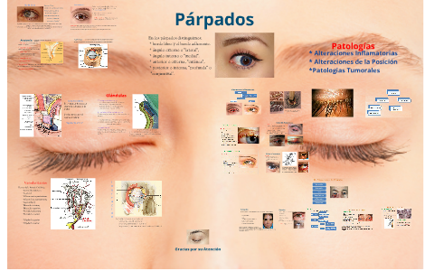Parpados by Israel Lescano on Prezi