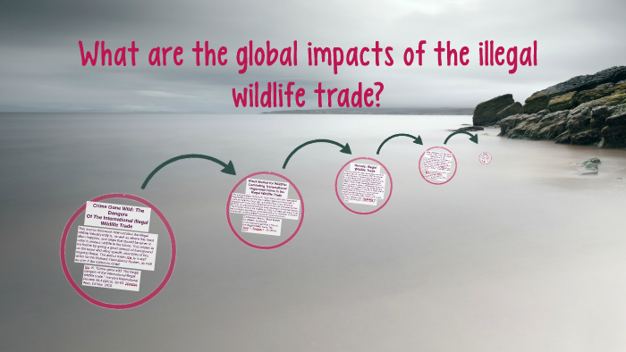 What are the global impacts of the illegal wildlife trade? by Erin ...