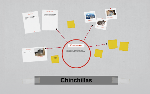 Chinchillas by Jared Deyo