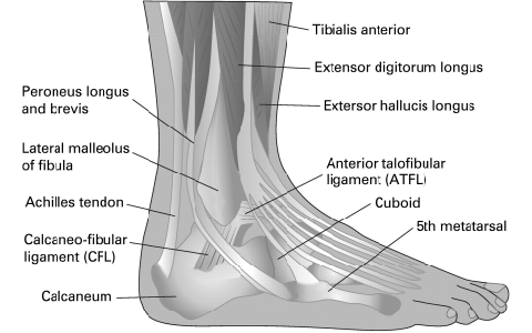 Foot, Ankle and Lower Leg by Christina Grice on Prezi