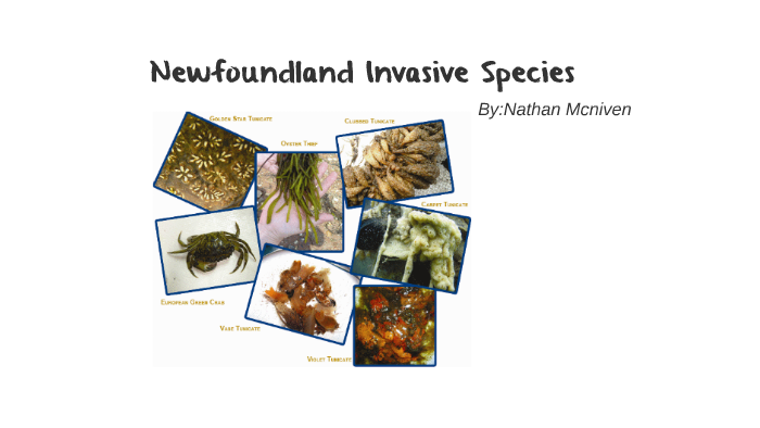Newfoundland Invasive Species by Nathan Mcniven on Prezi