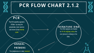 PCR FLOWCHART 2.1.2 by madison shea on Prezi Design