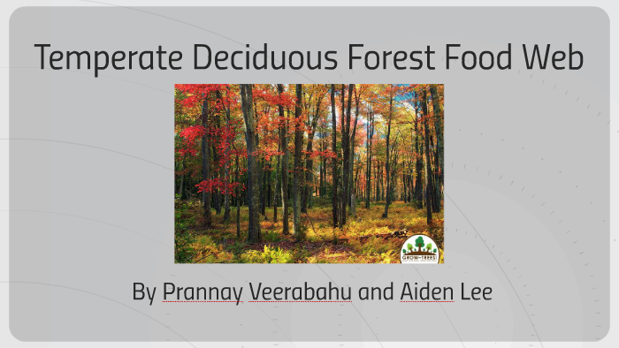 Temperate Deciduous Forest Food Web by prannay veerabahu on Prezi