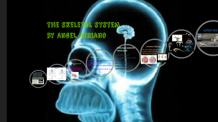 the skeletal system by Angel Atriano