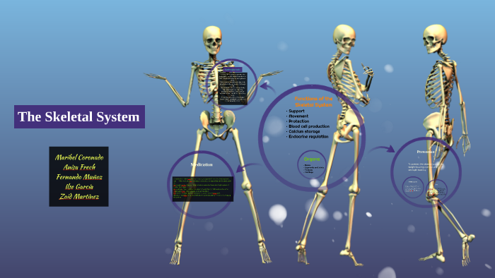 The Skeletal System by Fernando Muñoz on Prezi
