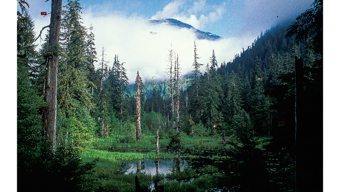 GREAT BEAR RAINFOREST by samaya tansey on Prezi