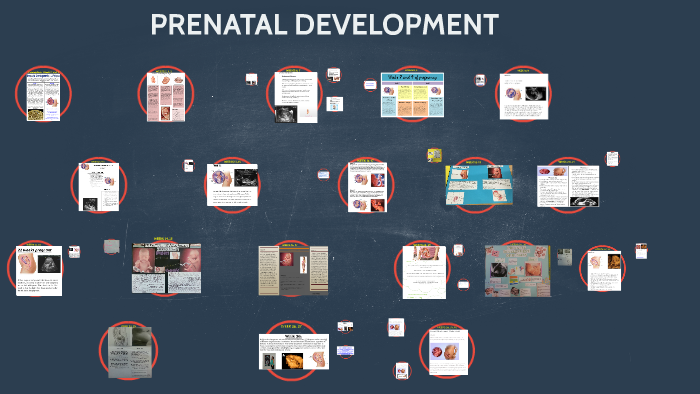 PRENATAL DEVELOPMENT by Travis Hopgood on Prezi
