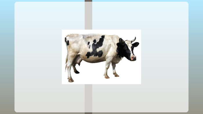 rjhjdf by Fqvfy Bcfrjdf on Prezi