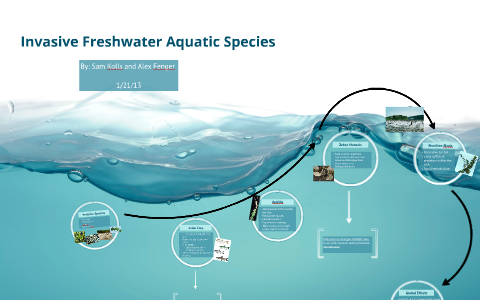 Invasive Freshwater Aquatic Species by Sam Kolls on Prezi