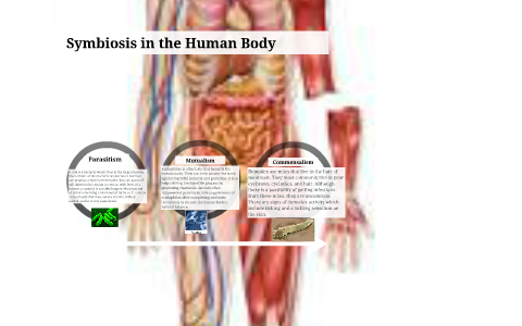 Symbiosis in the Human Body by Madeline Mussig on Prezi