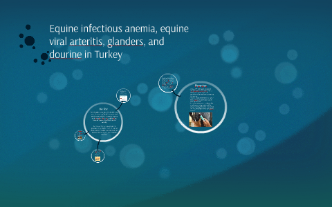 Equine infectious anemia, equine viral arteritis, glanders, by Liz P on ...