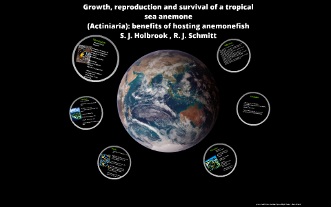 Growth, reproduction and survival of a tropical sea anemone by