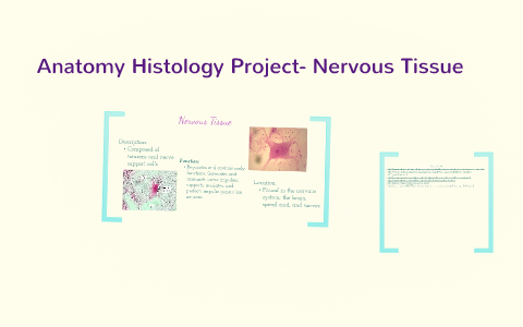 Anatomy Histology Project- Nervous Tissue by Evelyn Dalton