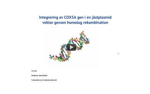 Integrering av COX5A genen i en jästplasmid genom homolog rekombination ...