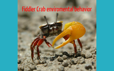 fiddler crab enviromental behavior by cloudstar5 rodri on Prezi
