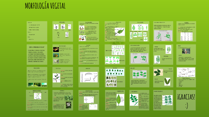 MORFOLOGÍA VEGETAL by paula cante on Prezi