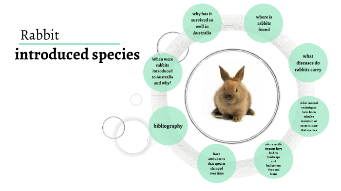 introduced species by Chloe Perceval