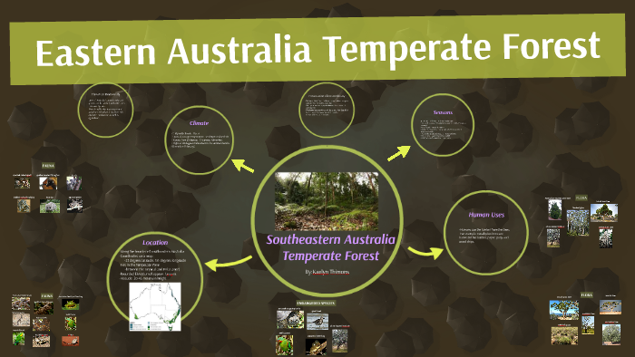 Southeastern Australia Temperate Forest by kaelyn thimons