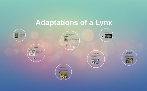 Adaptations of a Lynx by on Prezi