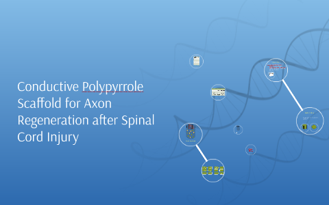 Conductive Polypyrrole Scaffold for Axon Regeneration after by on Prezi