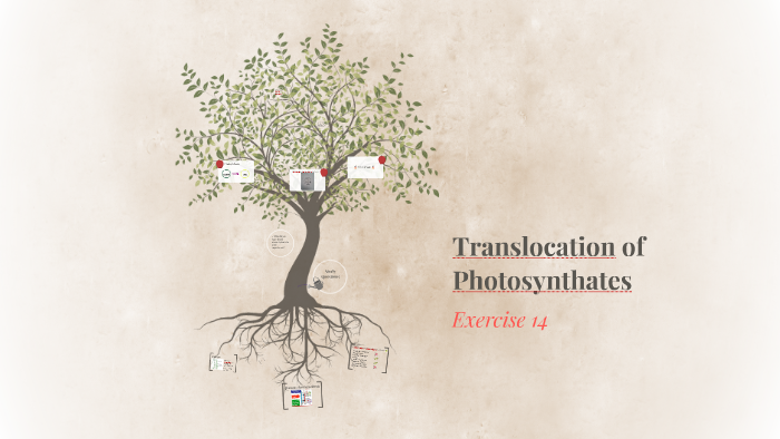 Translocation of Photosynthates by Earlene Lagasca on Prezi