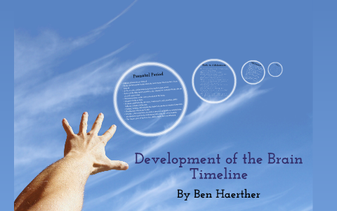 Development of the Brain Timeline by Ben Haerther on Prezi