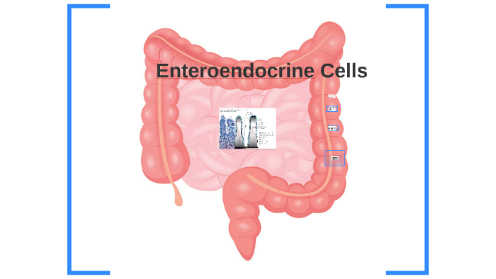 Enteroendocrine Cells by Heidi McKee on Prezi
