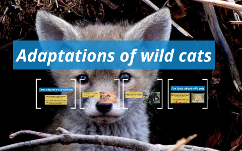Adaptations of wild cats by Samantha Franz on Prezi