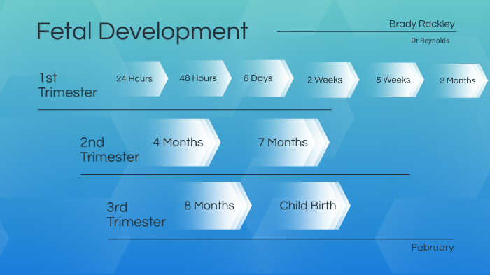 Fetal Development by Brady Rackley on Prezi
