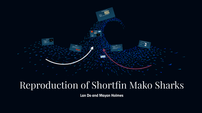 Reproduction of Shortfin Mako Sharks by Lan anh Do on Prezi