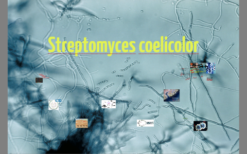 Streptomyces coelicolor by shanti zea on Prezi