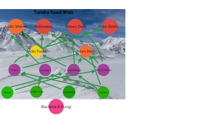 Tundra Biome Food Web by Cooper Peterson on Prezi