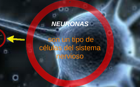 El Cerebro By Jonathan Sierra Ramirez On Prezi