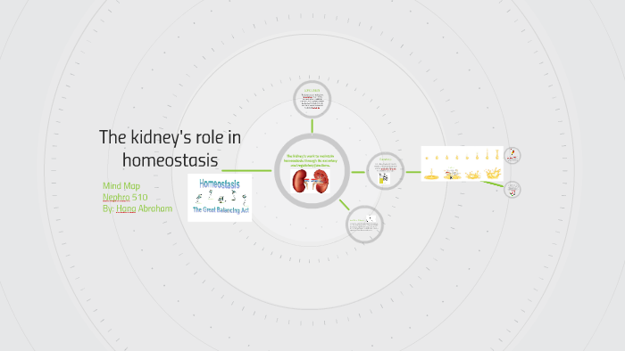 The kidney's role in homeostasis by Hana Abraham on Prezi